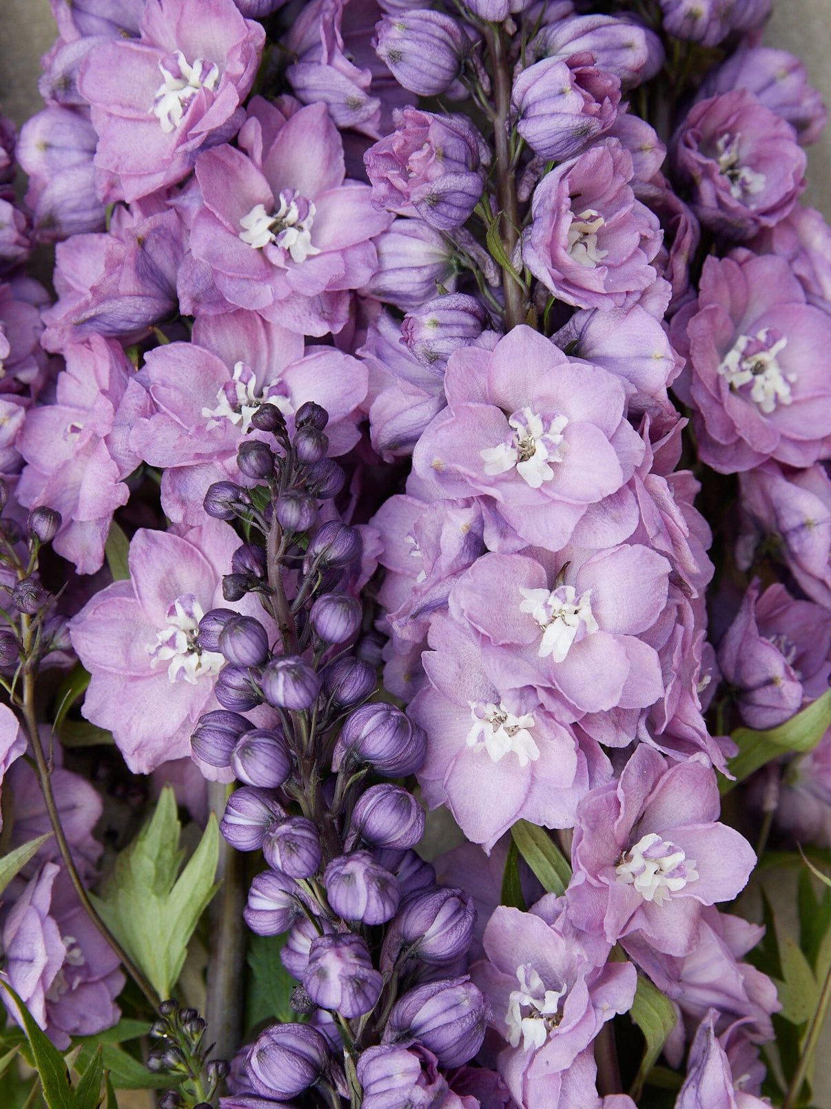 Ridderspore 'Magic Fountains Lavender White Bee'