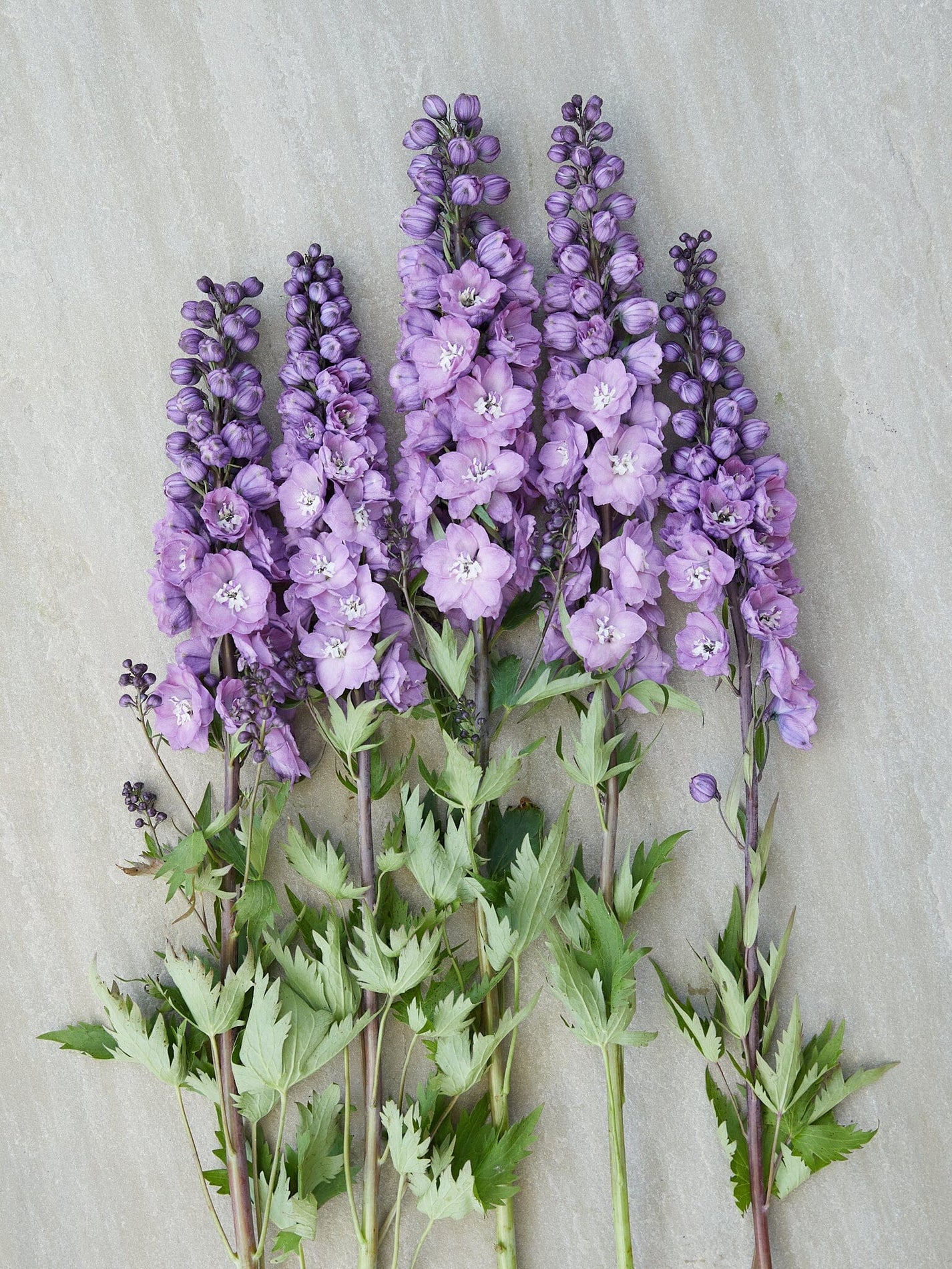 Ridderspore 'Magic Fountains Lavender White Bee'