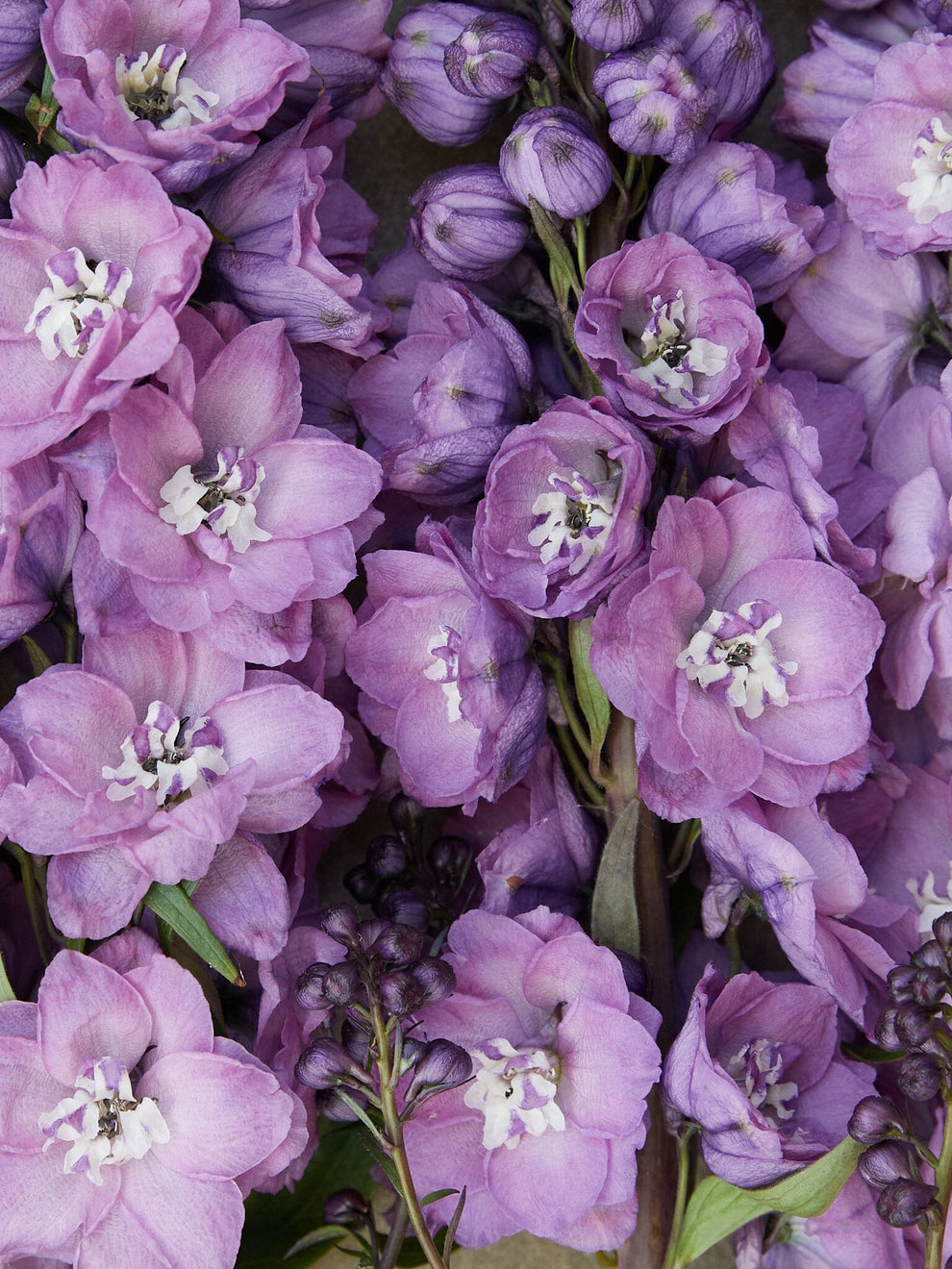 Ridderspore 'Magic Fountains Lavender White Bee'