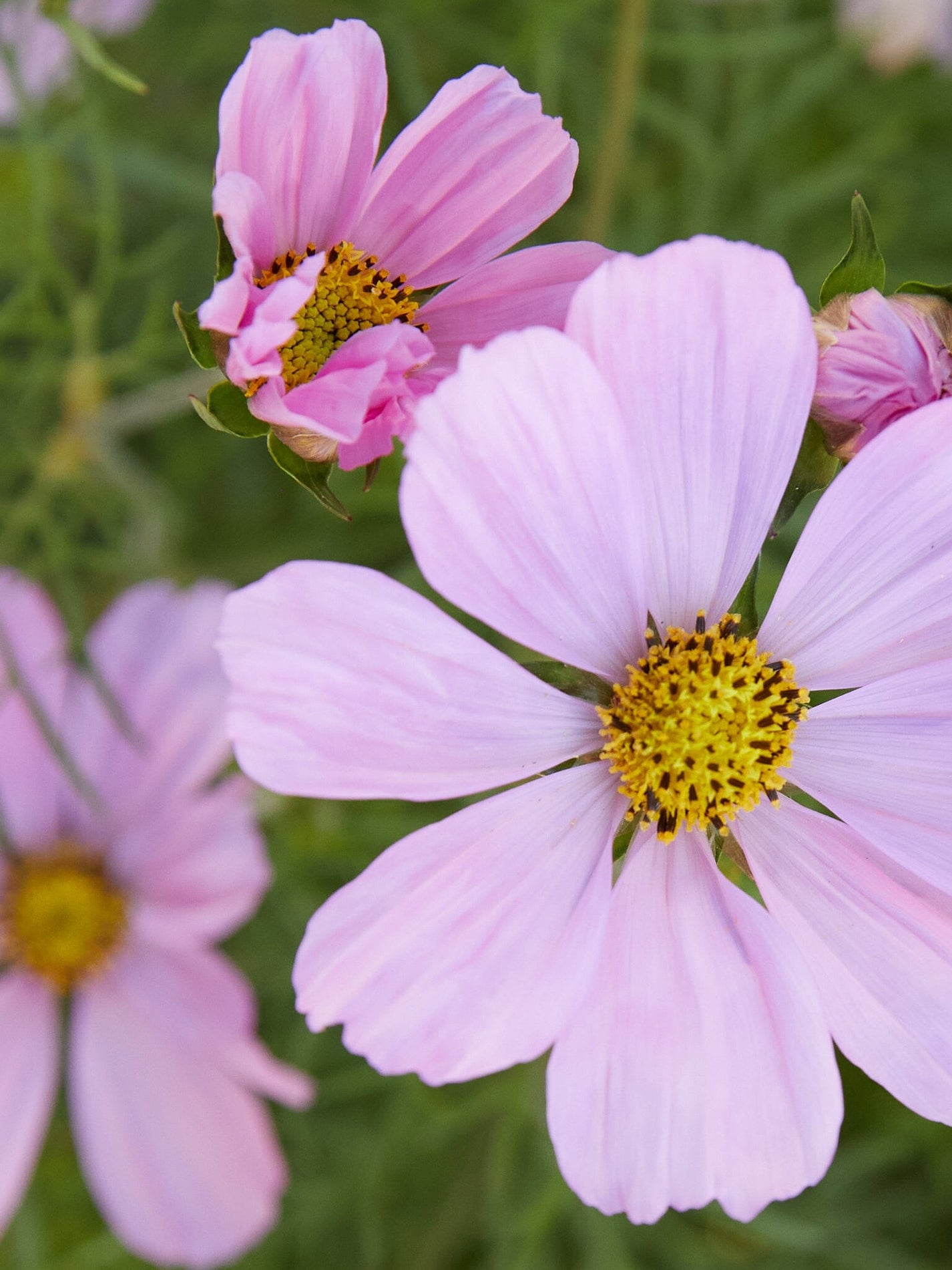 Stolt Kavaler 'Sonata Pink'