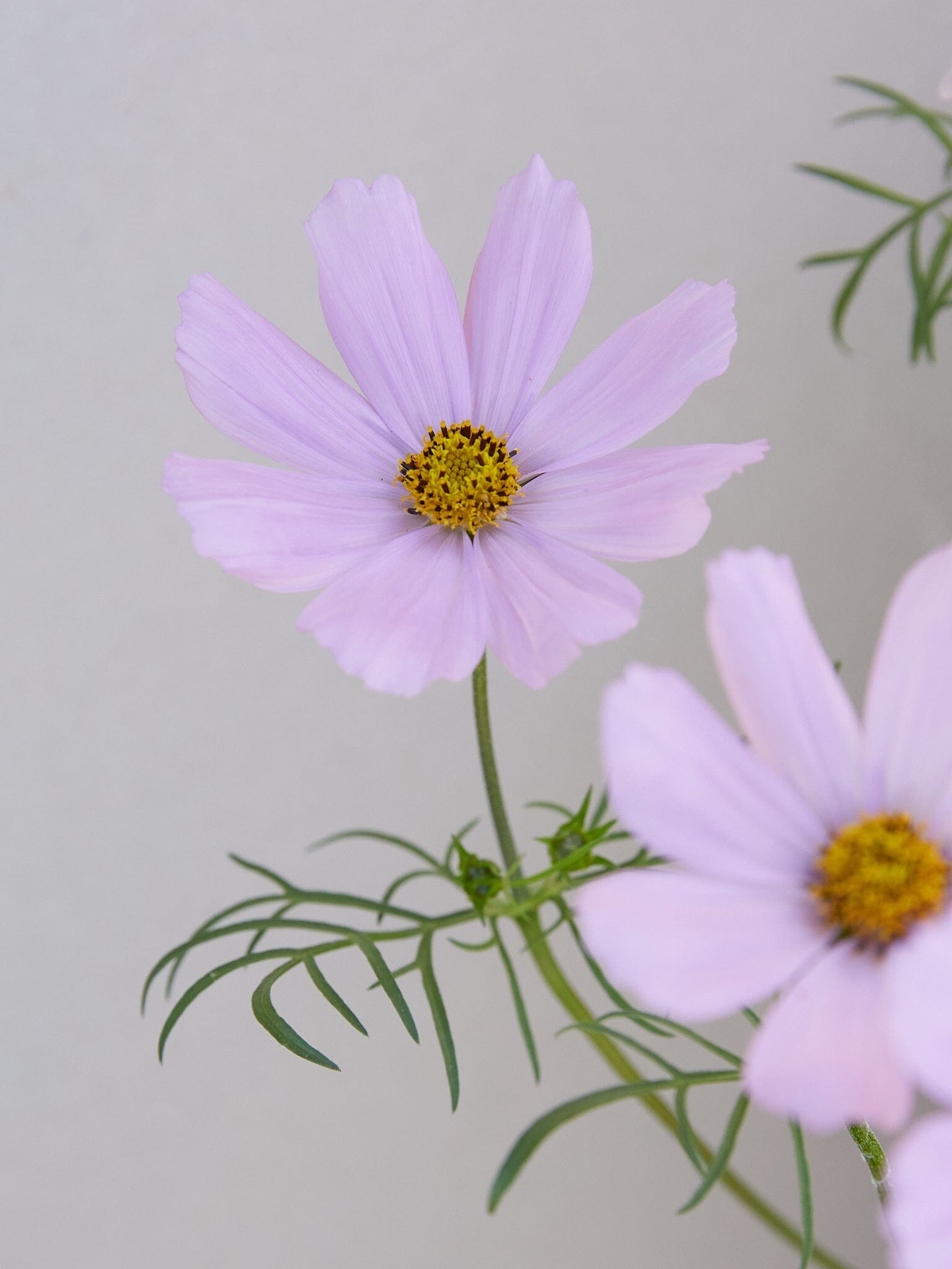 Stolt Kavaler 'Sonata Pink'