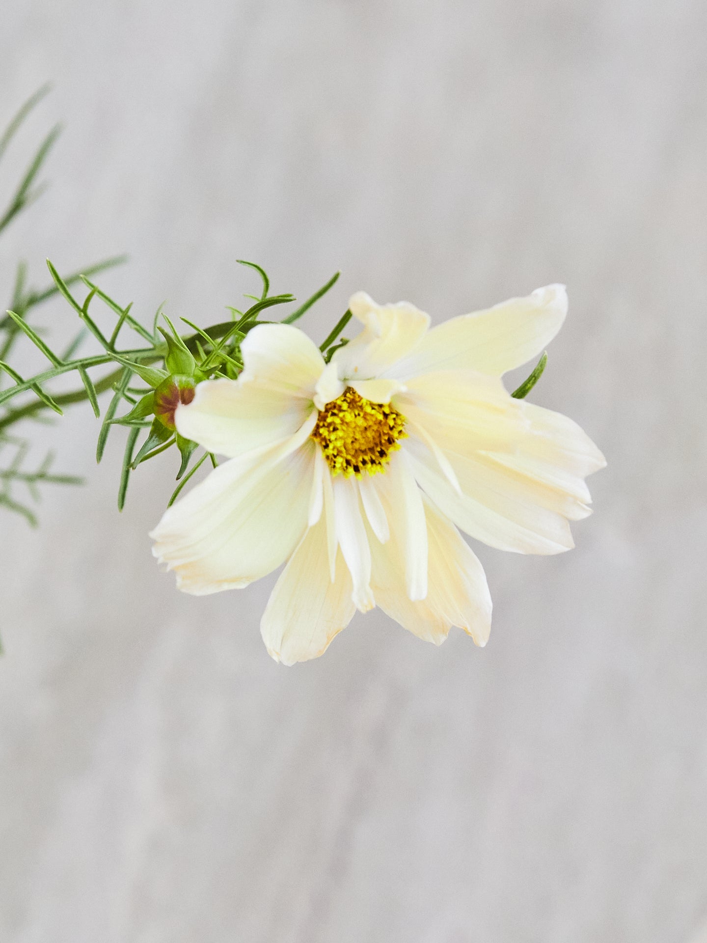 Stolt Kavaler 'Xanthos'