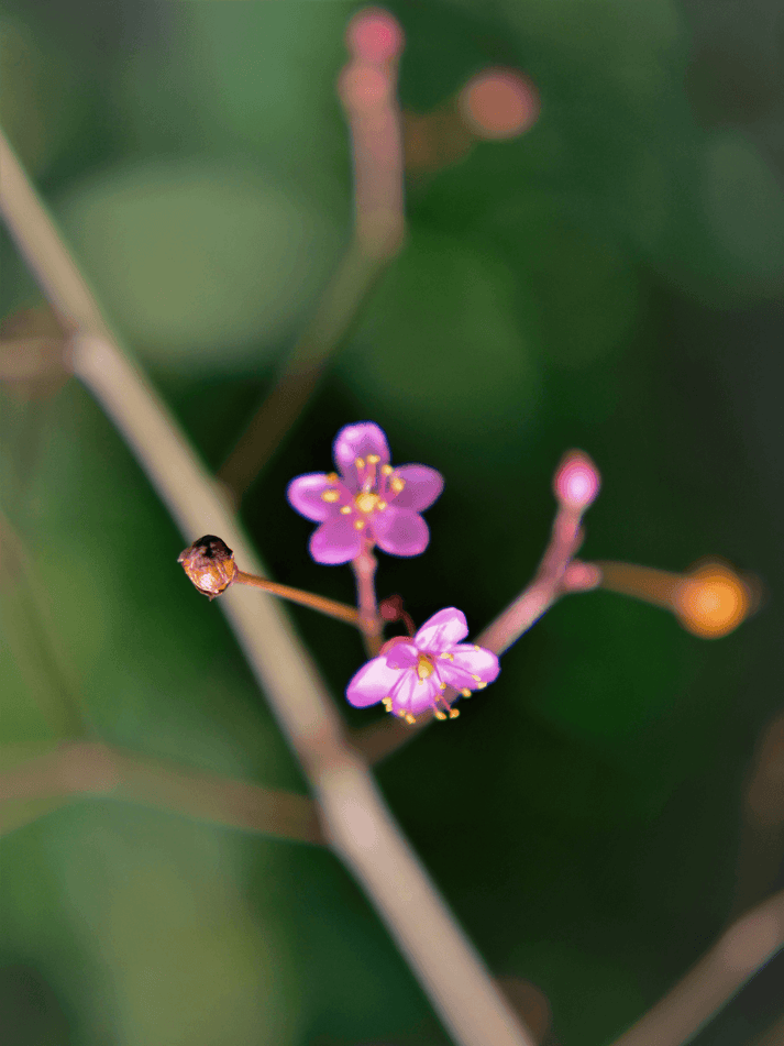 Talinum 'Jewels of Opar'