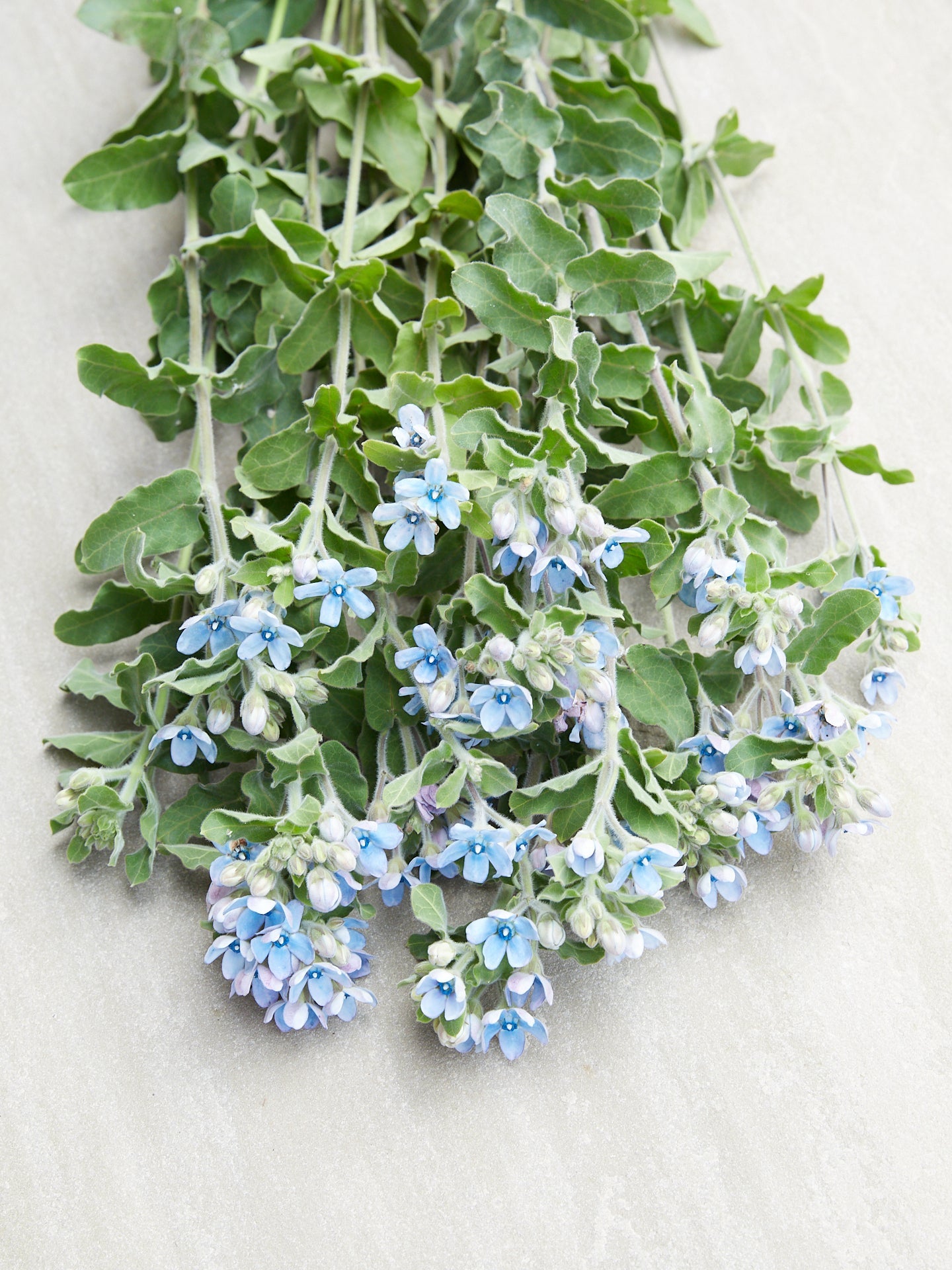 Tweedia coerulea 'Heavenly Blue'