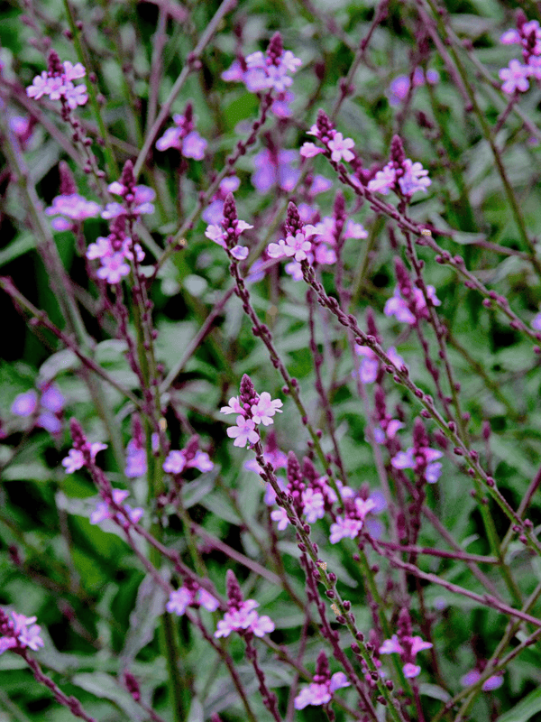 Verbena 'Bampton'